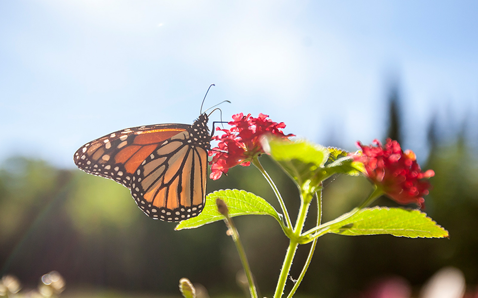 Tagging Monarch Butterflies - Northland College