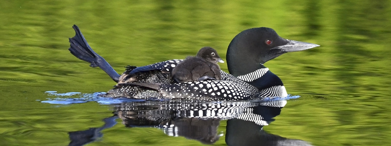 Foot Waggling Loon Dad Cover of 2017 Loon Poster