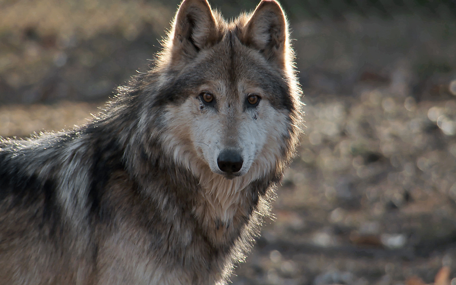 Mexican Grey Wolf Coyote Hybrid